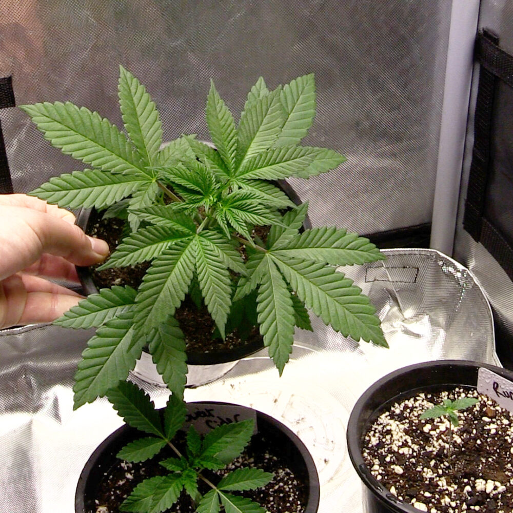 Home - Mr. Grow It