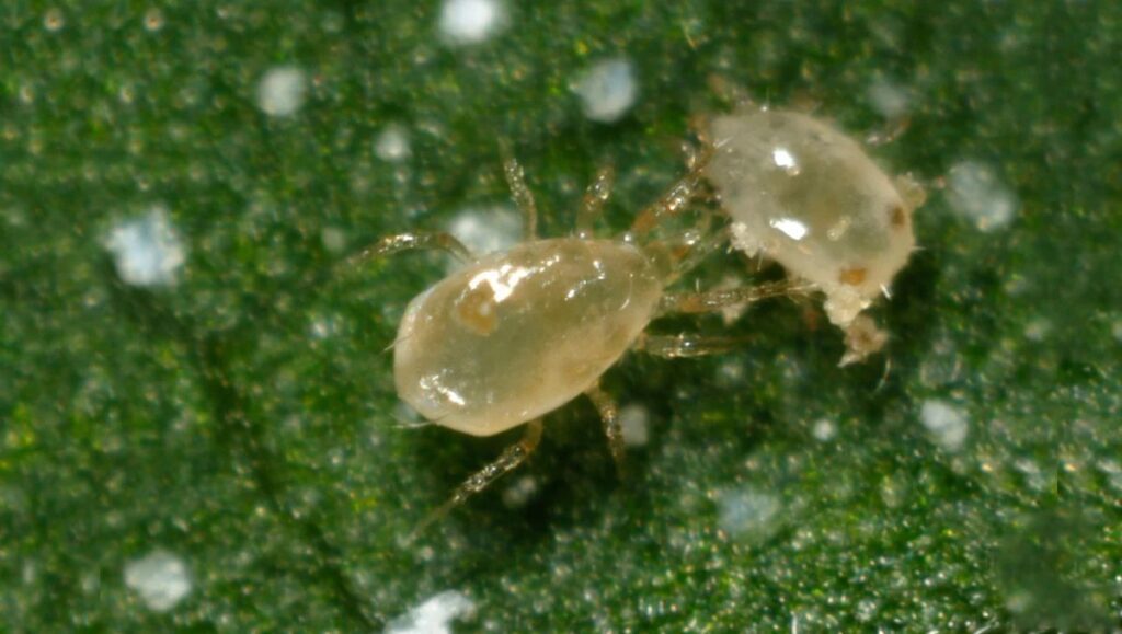 Broad Mites on Cannabis Plants - Mr. Grow It
