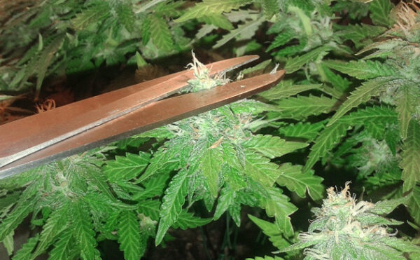 Everything You Need to Know About Bud Backbuilding aka Bud Pinching ...