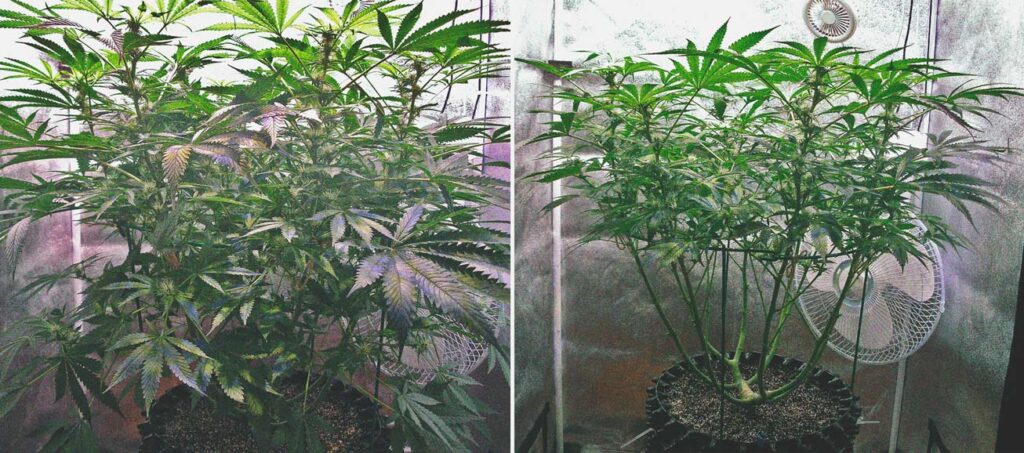 How to Defoliate Cannabis Plants - Mr. Grow It