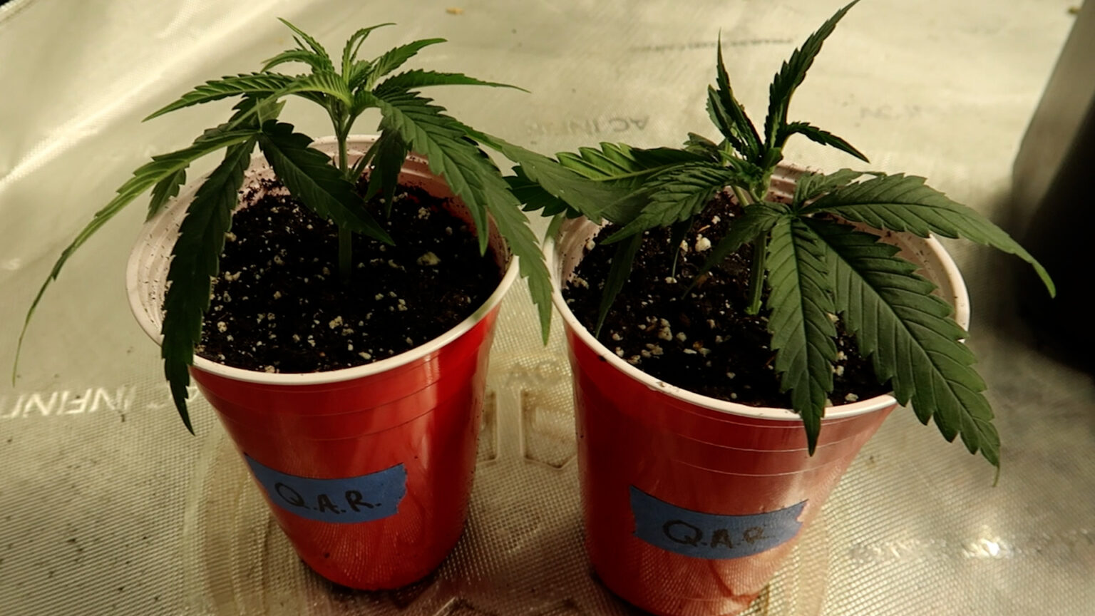 How To Clone Cannabis Plants - Mr. Grow It