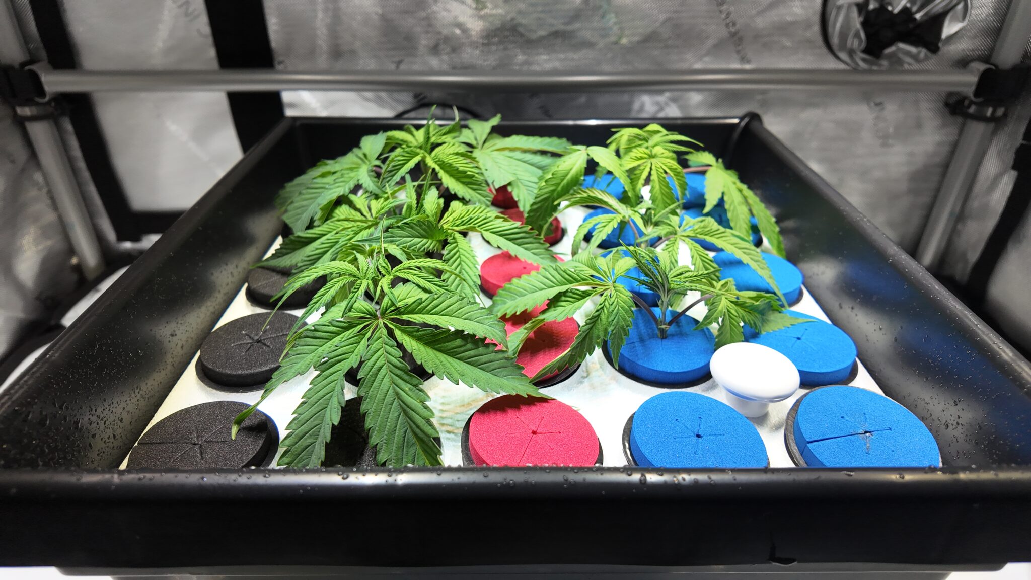 How To Clone Cannabis Plants - Mr. Grow It